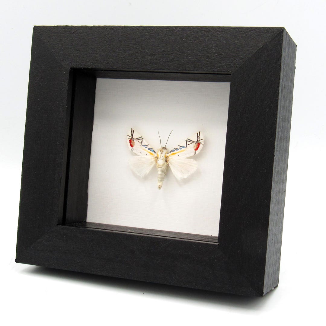 Rare Metallic Picasso Moth Framed Taxidermy Baorisa Hieroglyphica - Etsy