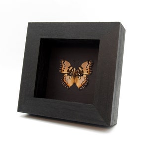 Rare Pink Form Gaudy Commodore Butterfly Framed Taxidermy - Precis ...