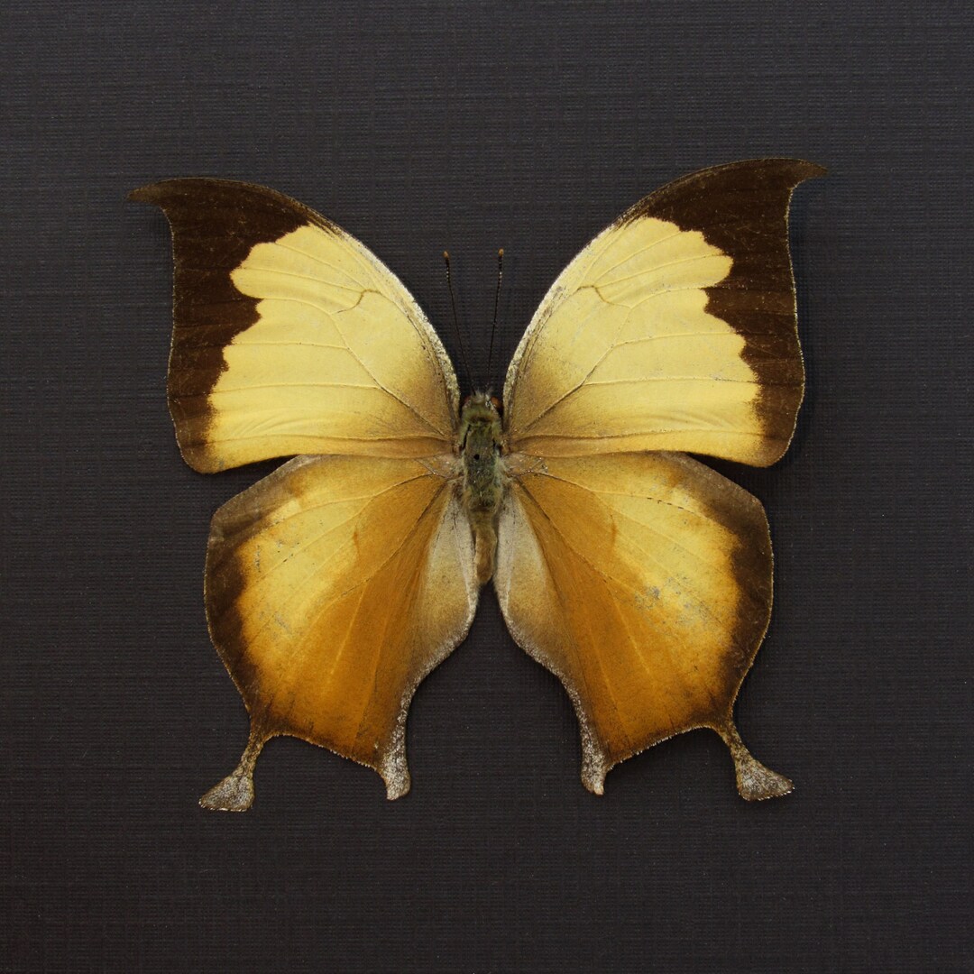 Rare Butterfly Framed Taxidermy - Consul Electra - Etsy