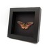 Real Pink Acraea Swordtail Butterfly Framed Taxidermy Graphium ...