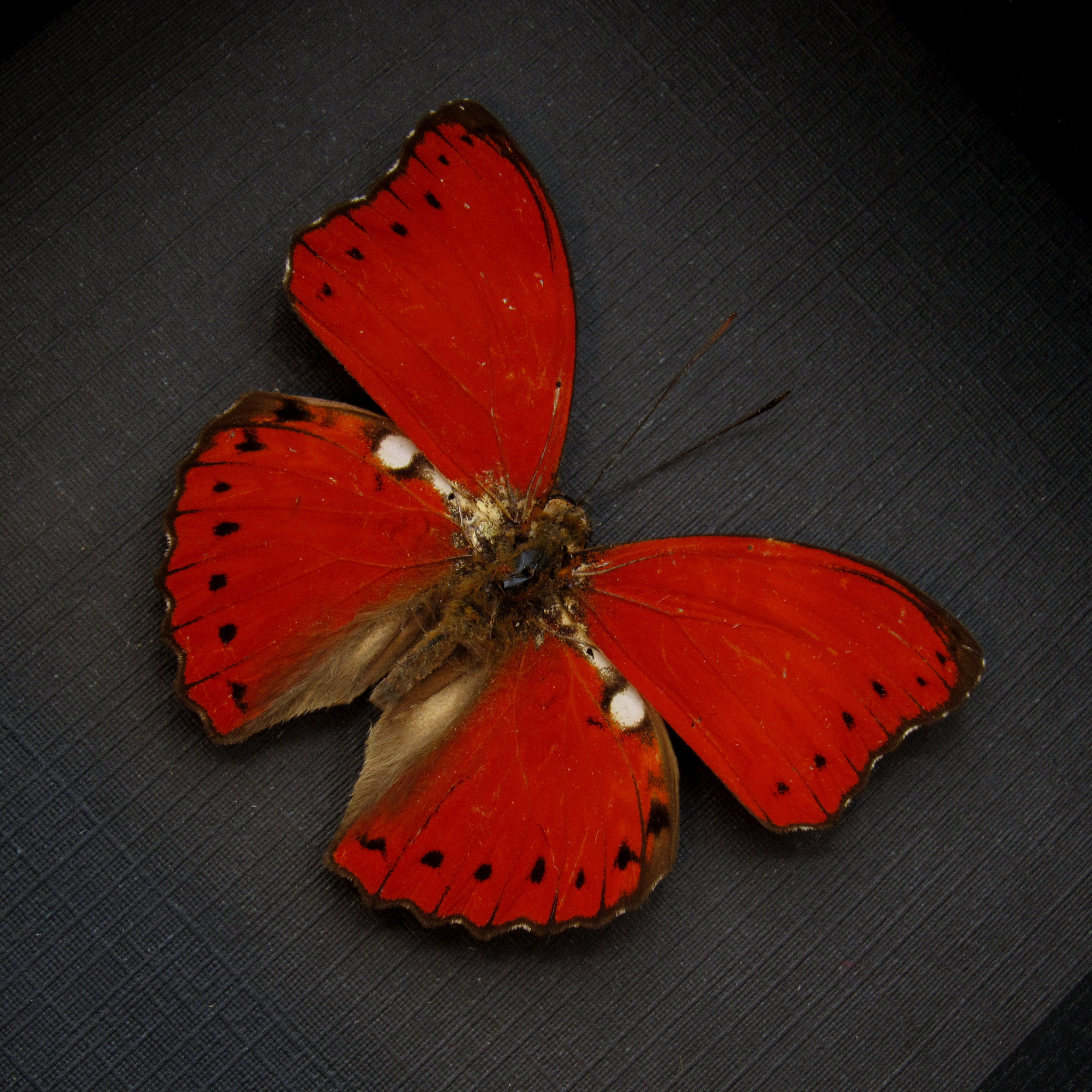 Real Red Glider butterfly framed Cymothoe sangaris | Etsy