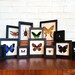 Rare Ice Blue Moth Framed Taxidermy - Dysphania Transducta - Etsy