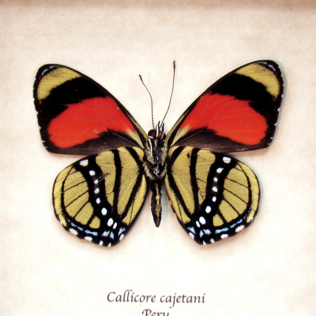 Real Red Framed Butterfly Taxidermy Callicore Cajetani - Etsy