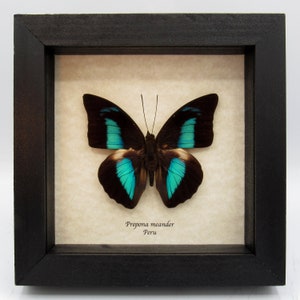 Real Blue Butterfly Framed Taxidermy - Prepona Meander - Etsy