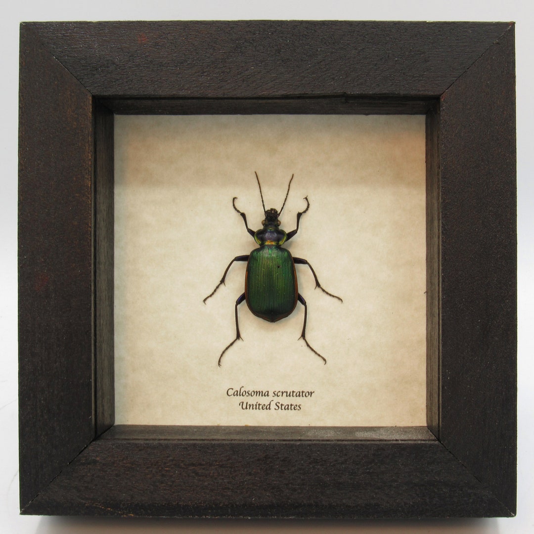 Real Fiery Searcher Beetle Framed Taxidermy - Calosoma Scrutator - Etsy