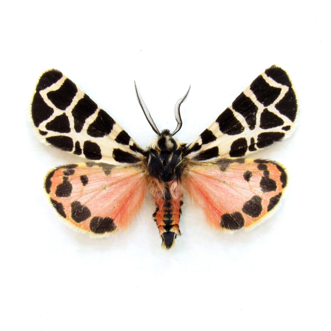 Rare Pink Tiger Moth Framed Taxidermy Grammia Incorrupta - Etsy