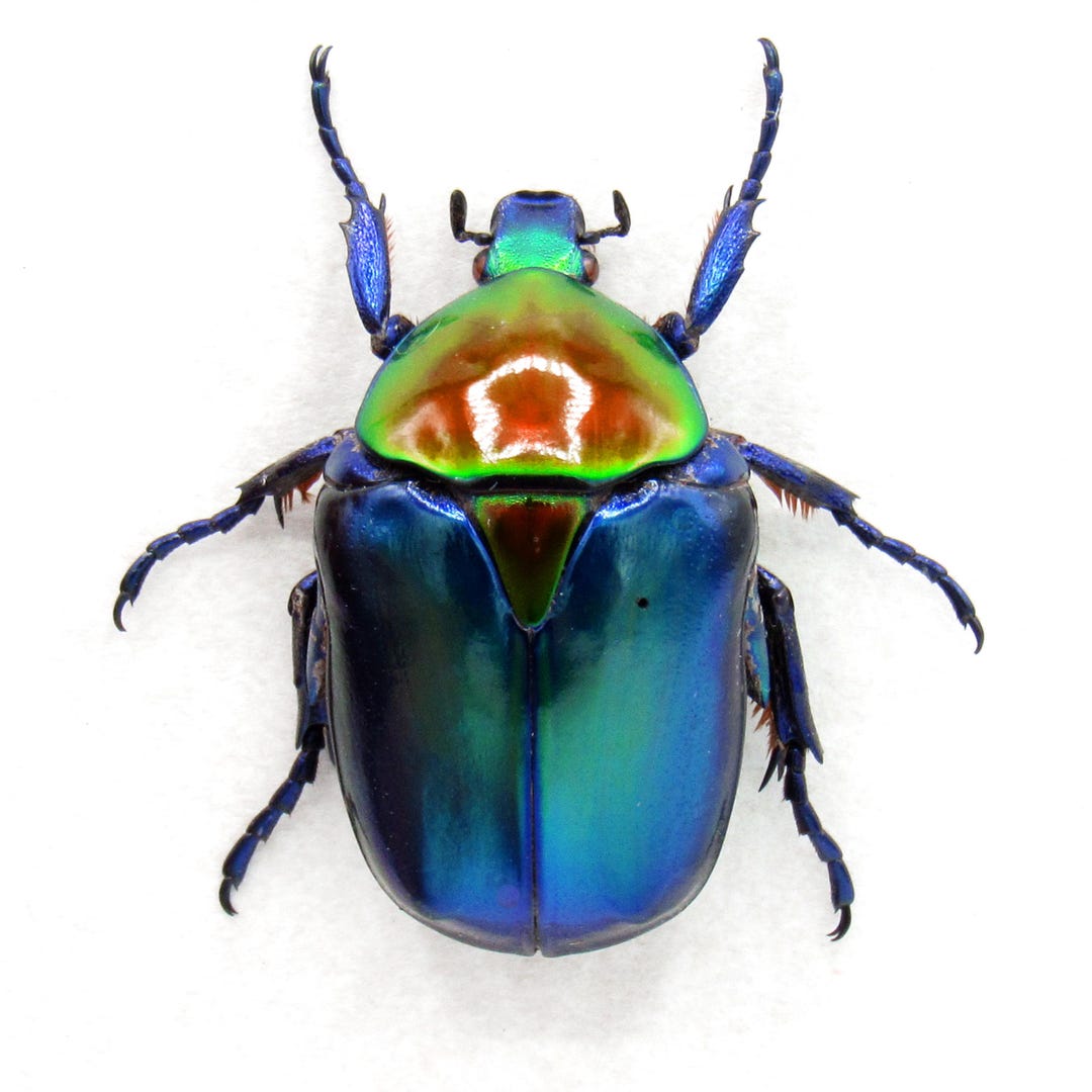Rare Metallic Rainbow Scarab Beetle Framed Taxidermy - Protaetia ...