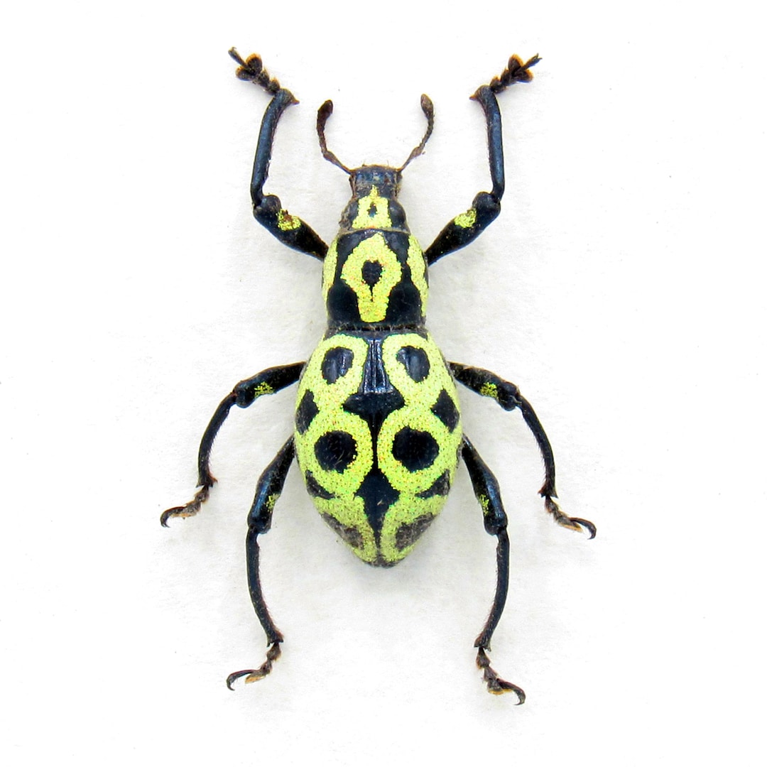 Rare Glittering Green Weevil Beetle Framed Specimen - Pachyrhynchus ...