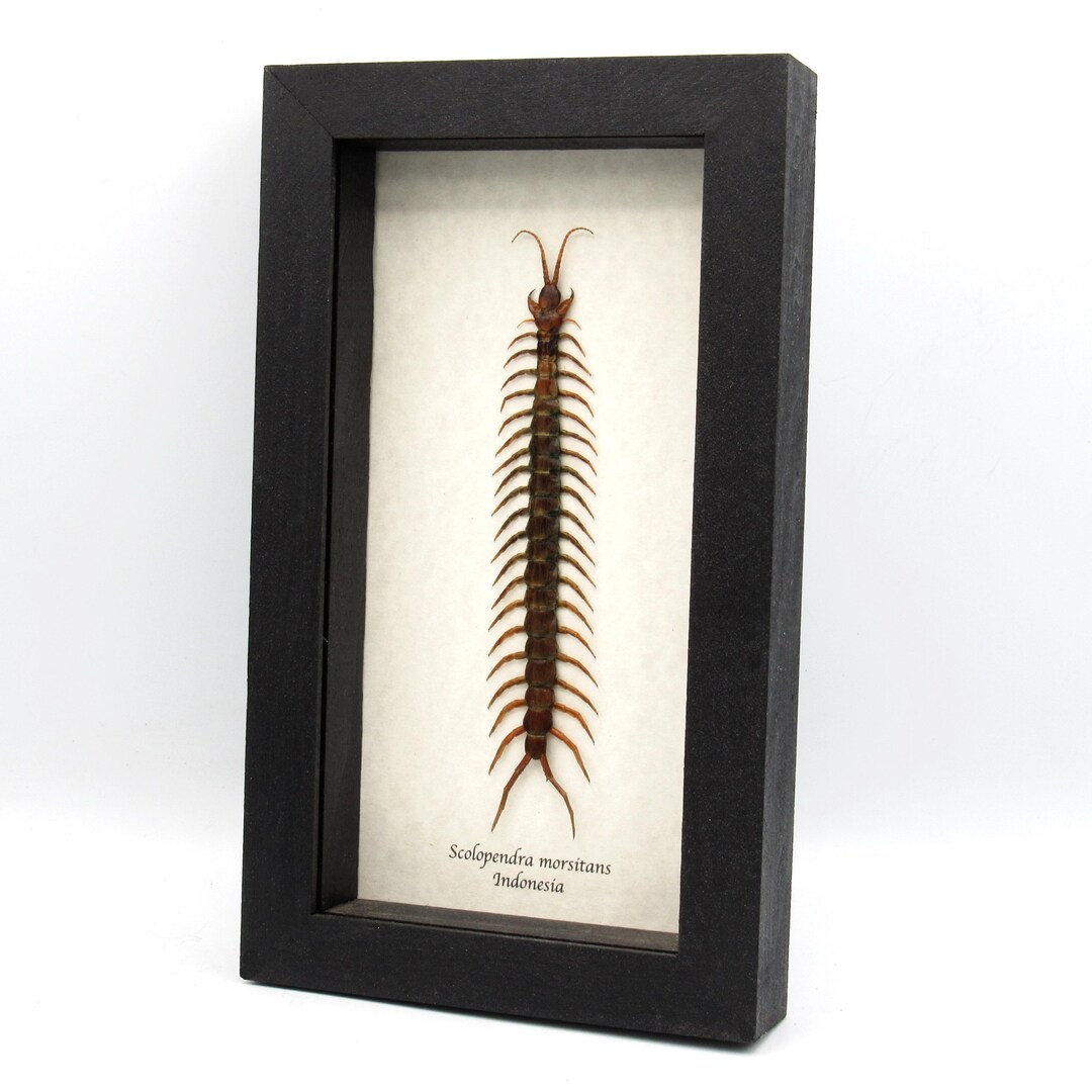 Real Giant Tanzanian Blue Ringleg Centipede Framed Taxidermy ...