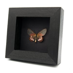 Real Pink African Glasswing Butterfly Framed Specimen - Acraea ...