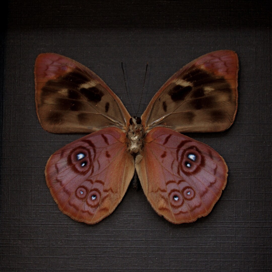 Real Lavender Butterfly Framed Taxidermy Eunica Orphise Female - Etsy