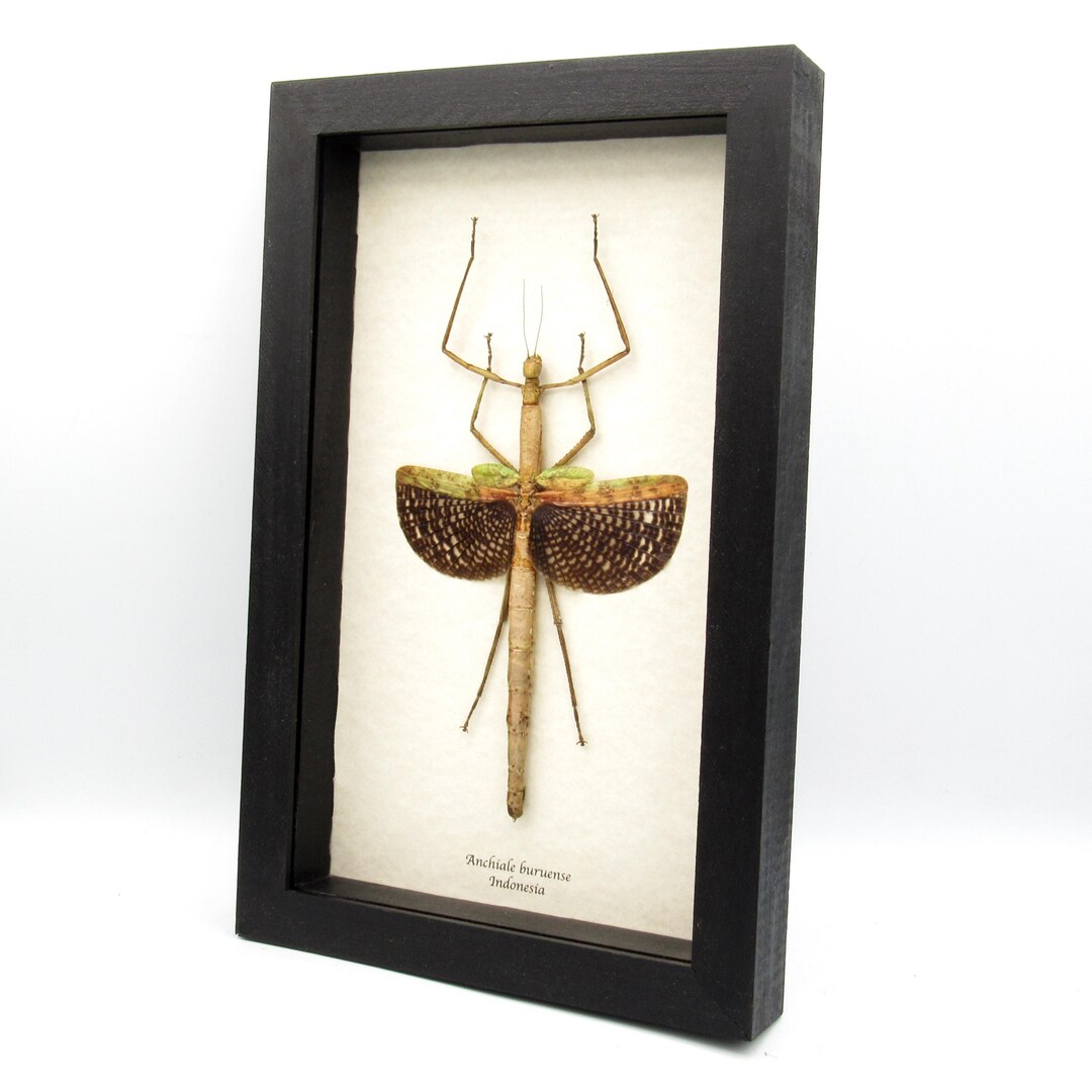 Real Giant Walking Stick Bug Framed Taxidermy - Anchiale Buruense ...