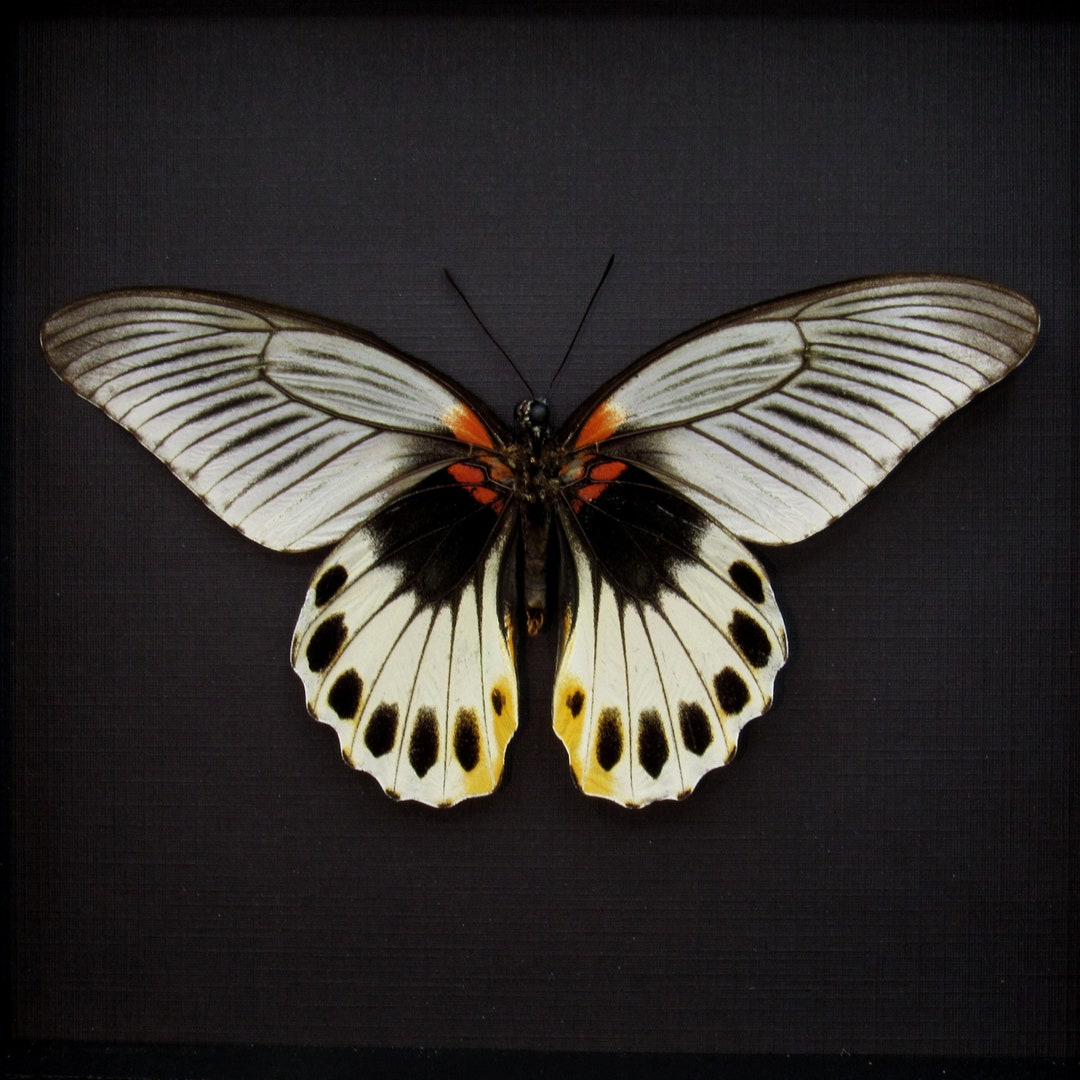 Rare Great Mormon Butterfly Framed Taxidermy - Papilio Memnon ...