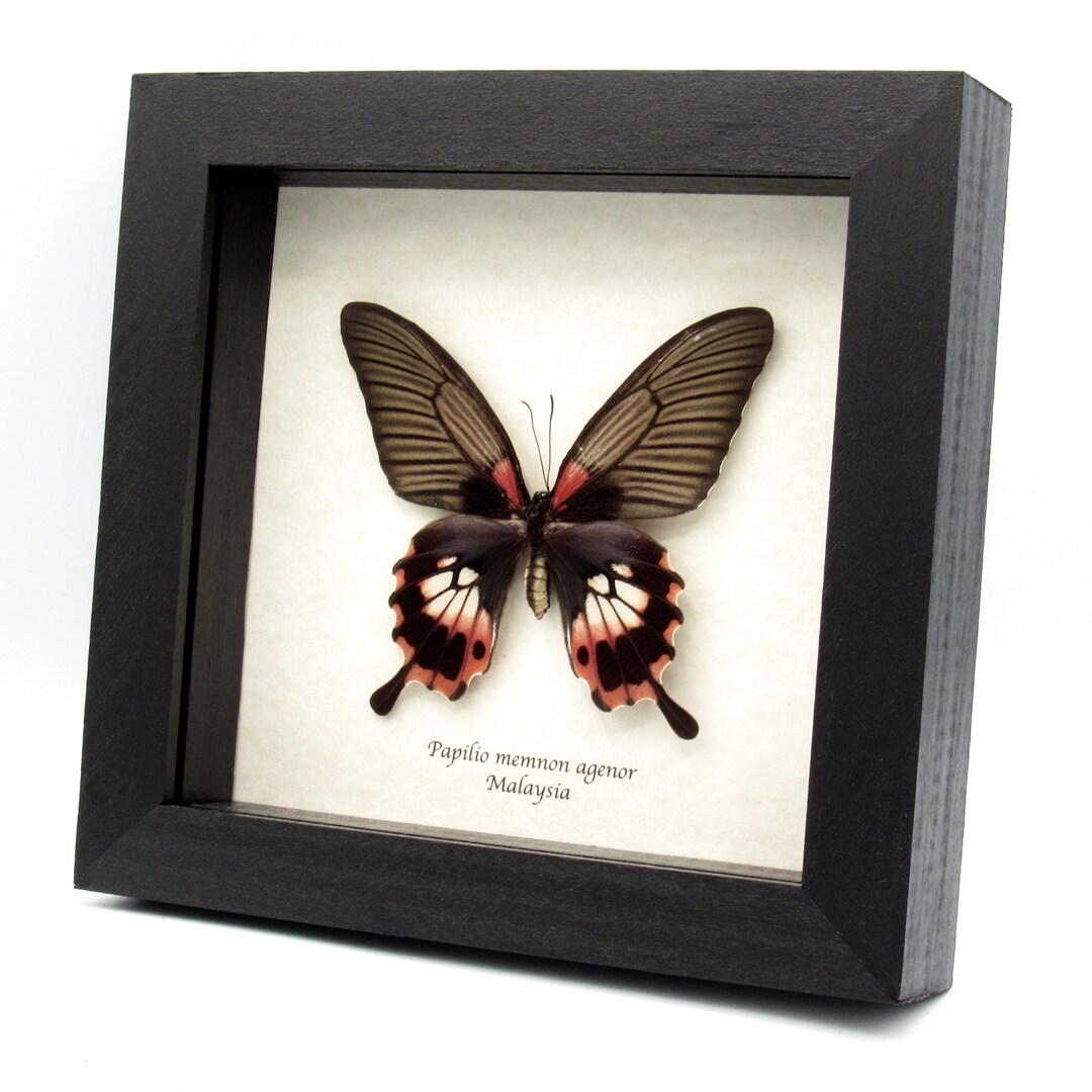 Real Great Mormon Butterfly Framed Taxidermy - Papilio Memnon Agenor ...