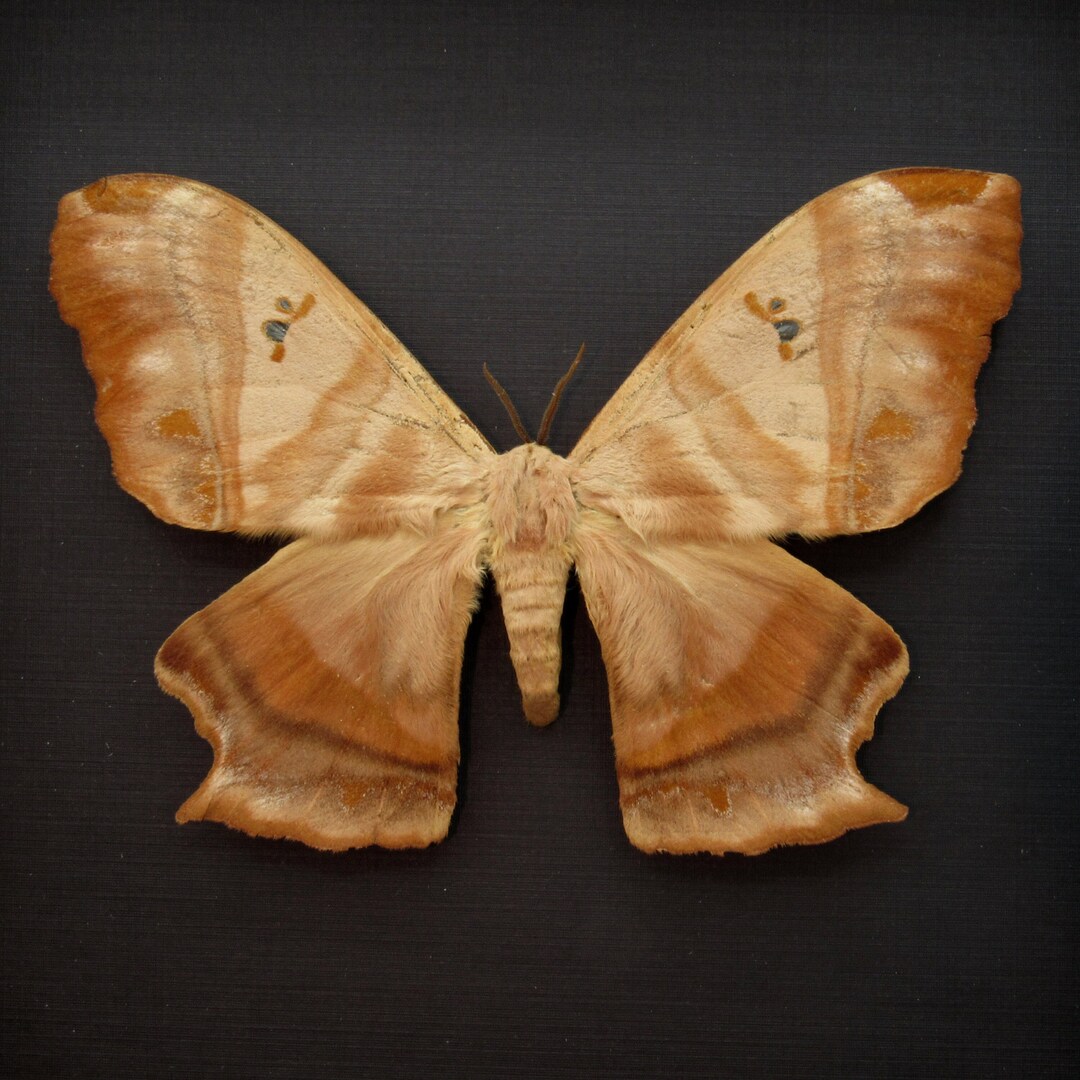 GIANT Real Saturn Moth Framed Taxidermy Titaea Tamerlan - Etsy