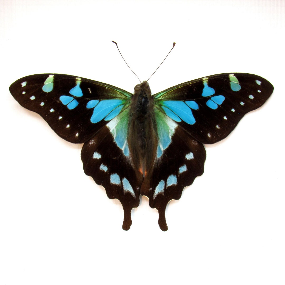 Real Blue Butterfly Framed Taxidermy Graphium Stresemanni Victorian ...