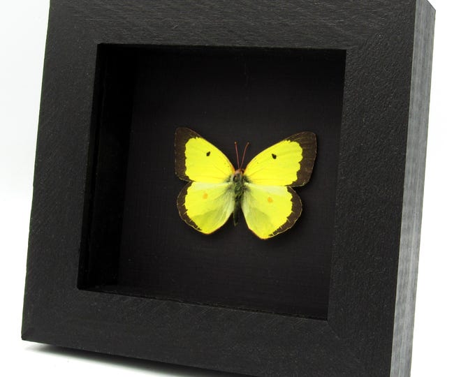 Real Neon Yellow Sulphur Butterfly Framed Taxidermy - Colias Philodice ...