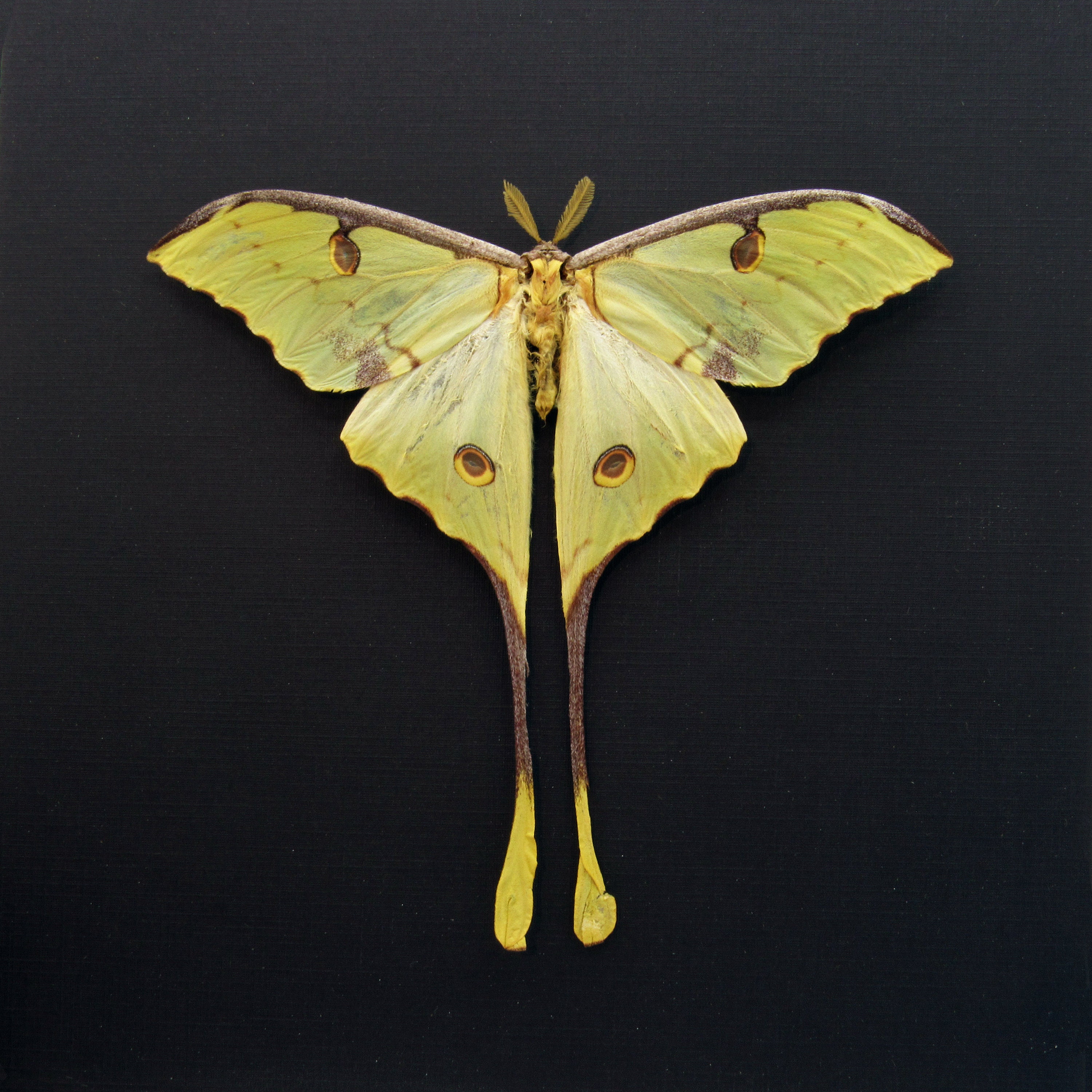African Moon Moth