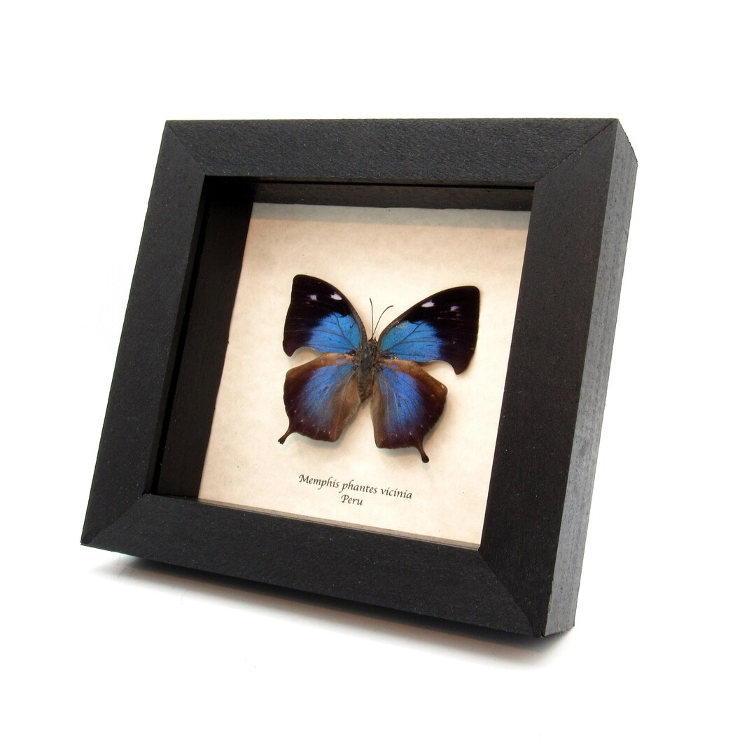 Rare Blue Hatchet Wing Butterfly Framed Taxidermy - Memphis Phantes ...
