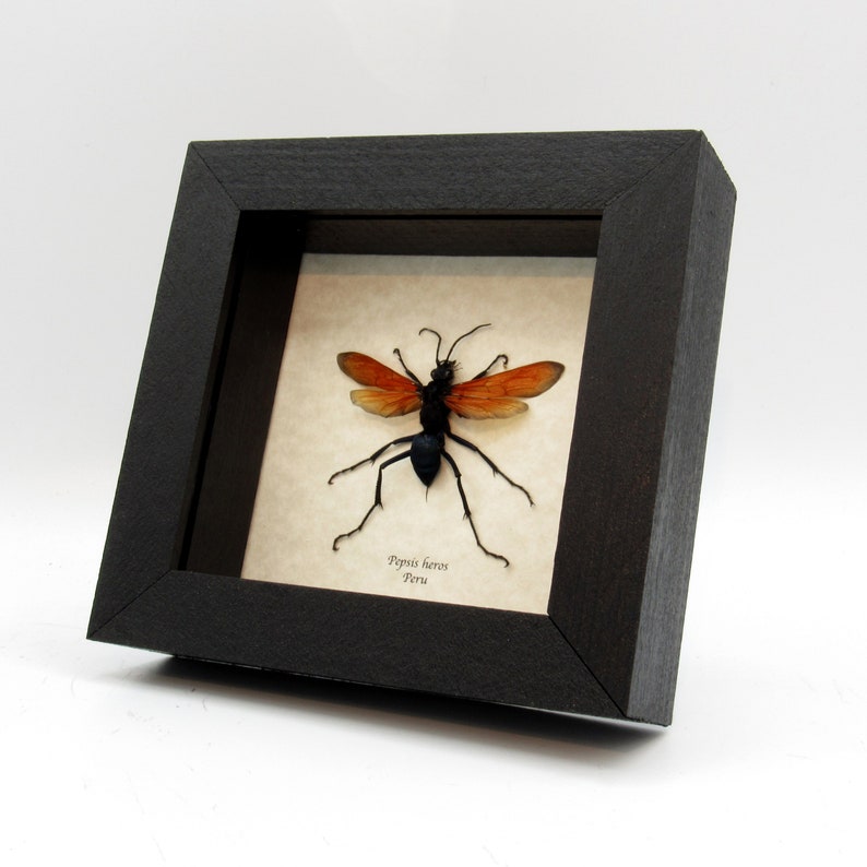 Rare Tarantula Hawk Wasp Framed Taxidermy Pepsis Heros | Etsy