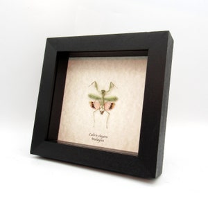 Rare Framed Pink Umbrella Mantis Taxidermy - Caliris Elegans - Female ...