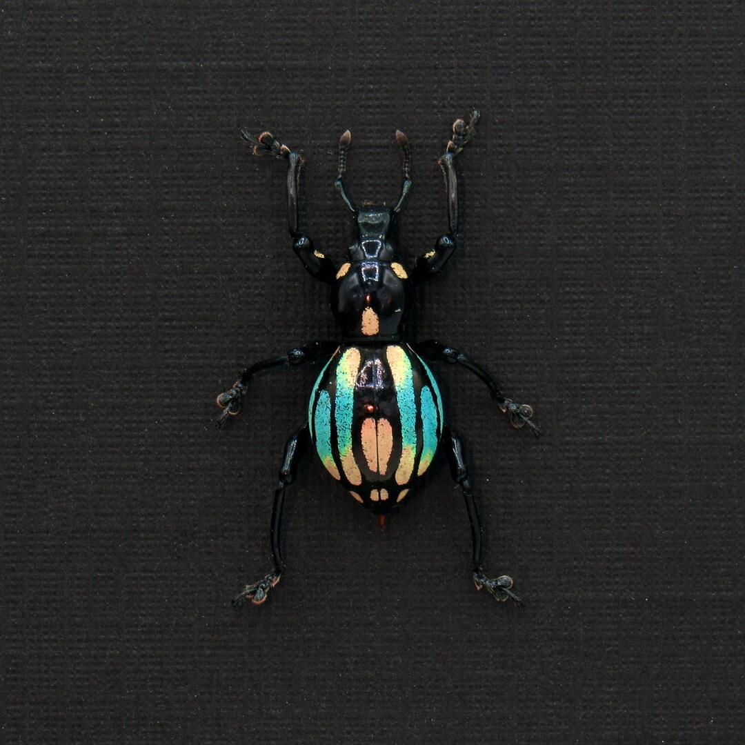 WEEVIL MANIA! Real Framed Weevil Beetle Taxidermy - Pachyrhynchus ...