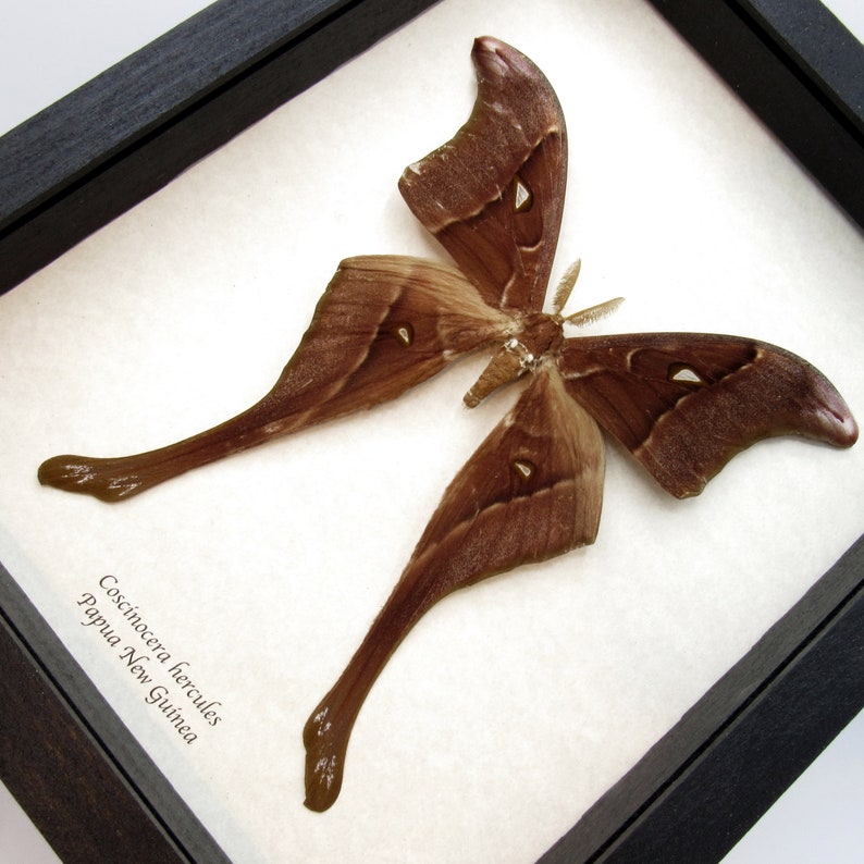 Rare Giant Hercules Atlas Moth Framed Taxidermy Coscinocera - Etsy