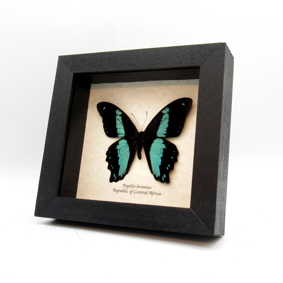 Real Blue Butterfly Framed Taxidermy - Papilio Bromius - Etsy