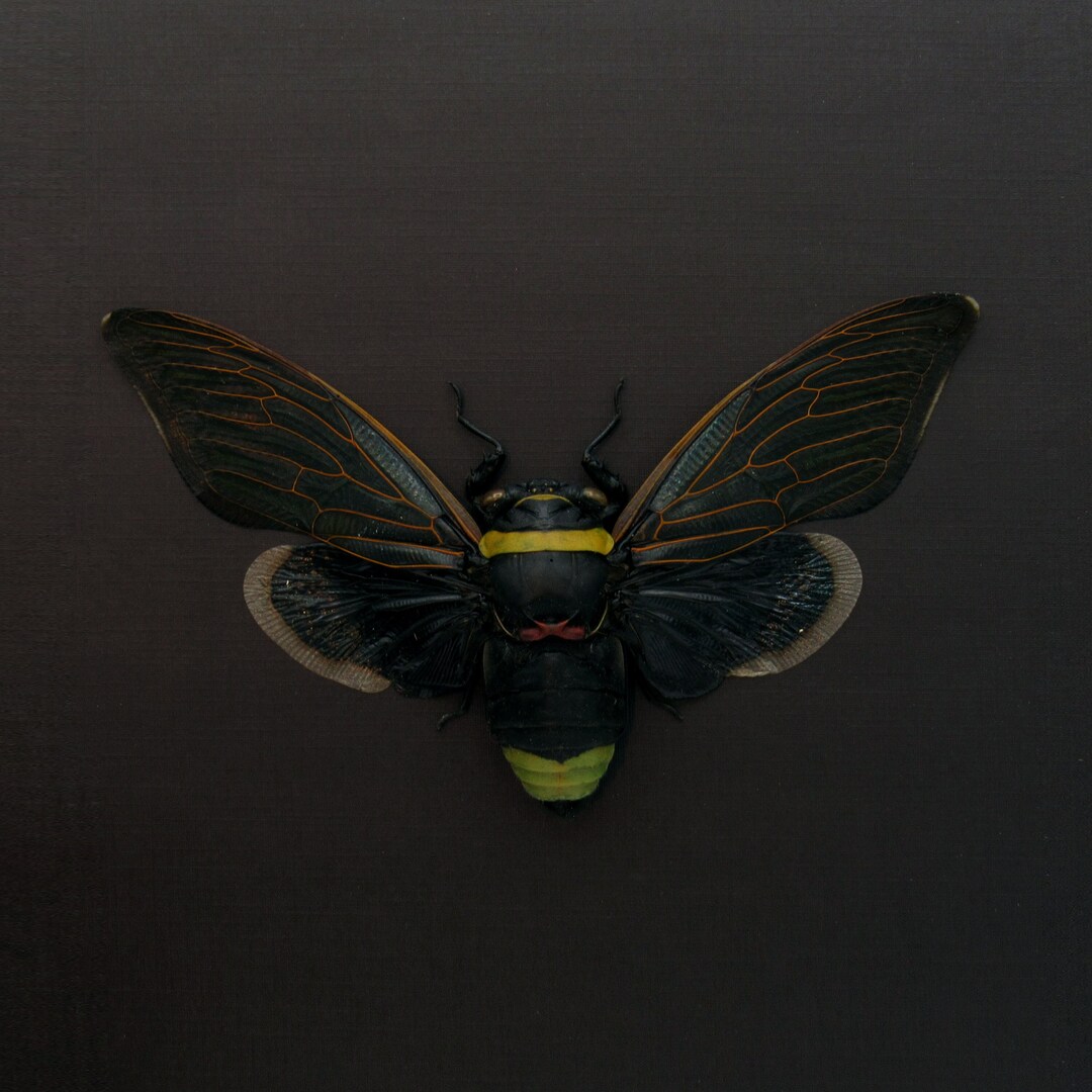 Rare XL Giant Black Rainforest Cicada Framed Taxidermy Tacua Speciosa ...