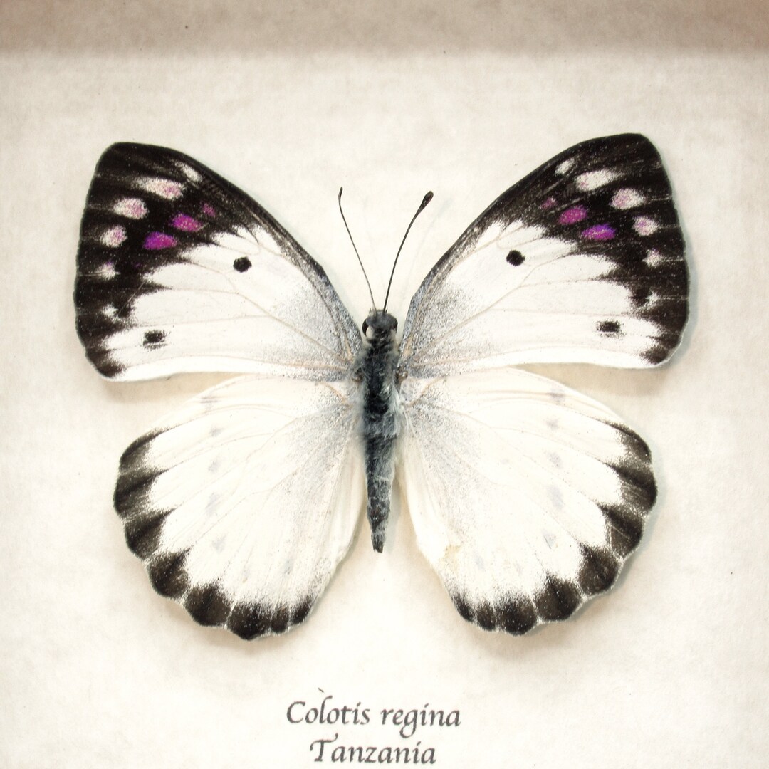 Real Purple Tip Butterfly Framed Taxidermy - Colotis Regina - Female - Etsy