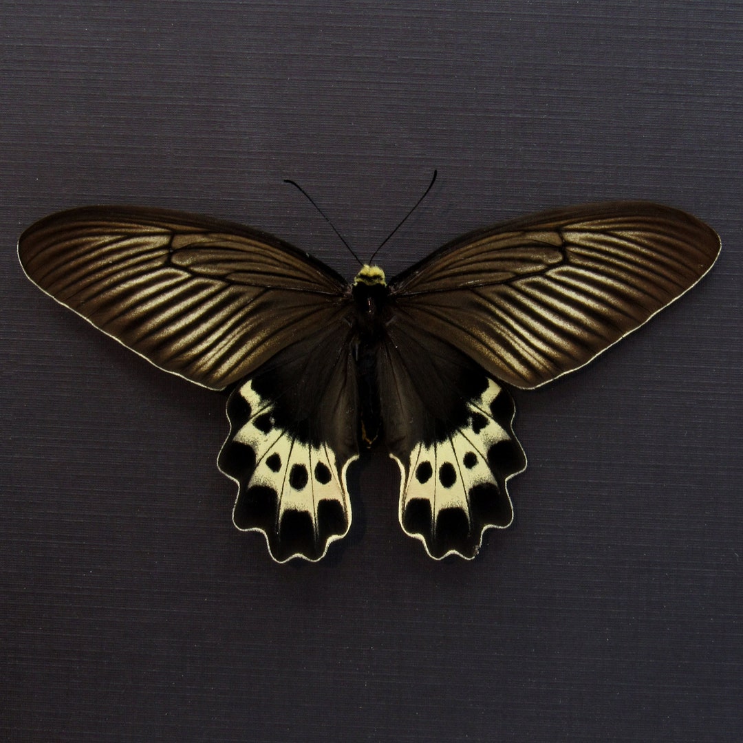 Real White Head Batwing Butterfly Framed Taxidermy Atrophaneura Priapus ...