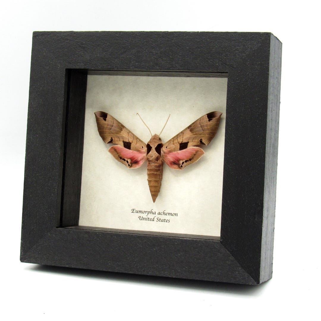 Real Pink Achemon Sphinx Moth Framed - Eumorpha Achemon - Etsy
