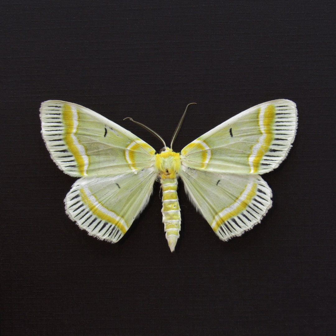 Real Green Geometer Moth Framed Taxidermy - Iotaphora Admirabilis - Etsy