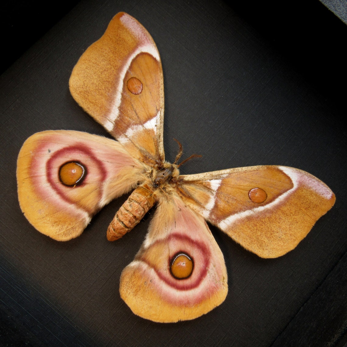 Real Madagascar Bullseye Moth Framed Taxidermy Antherina | Etsy