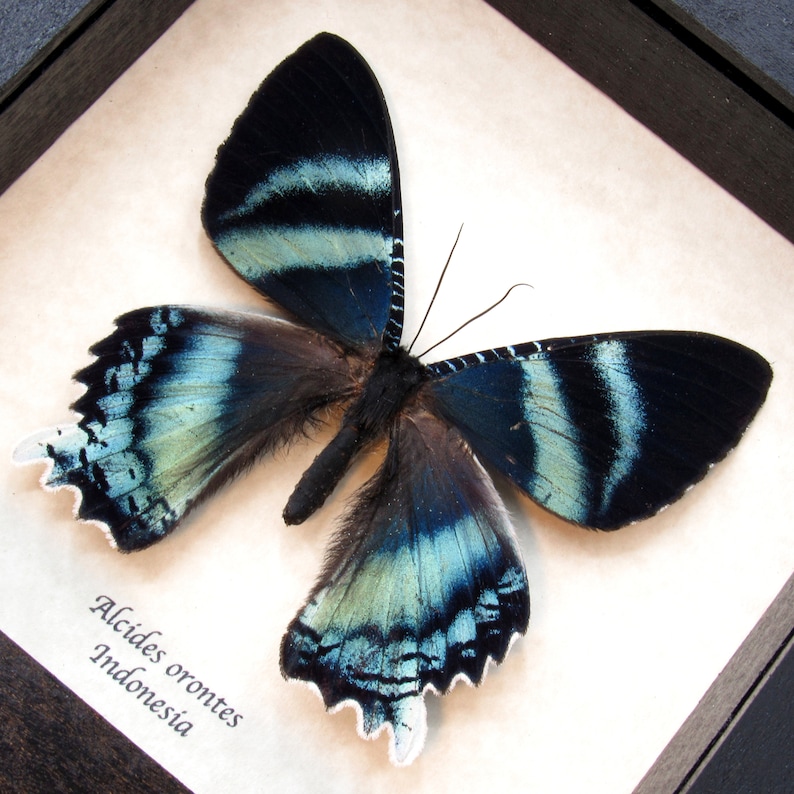 Real Blue Moth Framed Taxidermy Alcides Orontes | Etsy