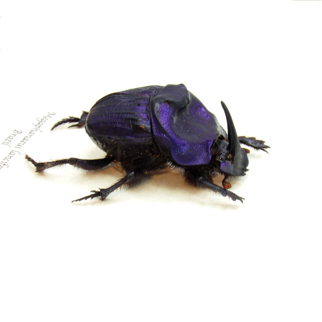 Rare Giant Purple Scarab Beetle Framed Taxidermy - Megaphanaeus ...