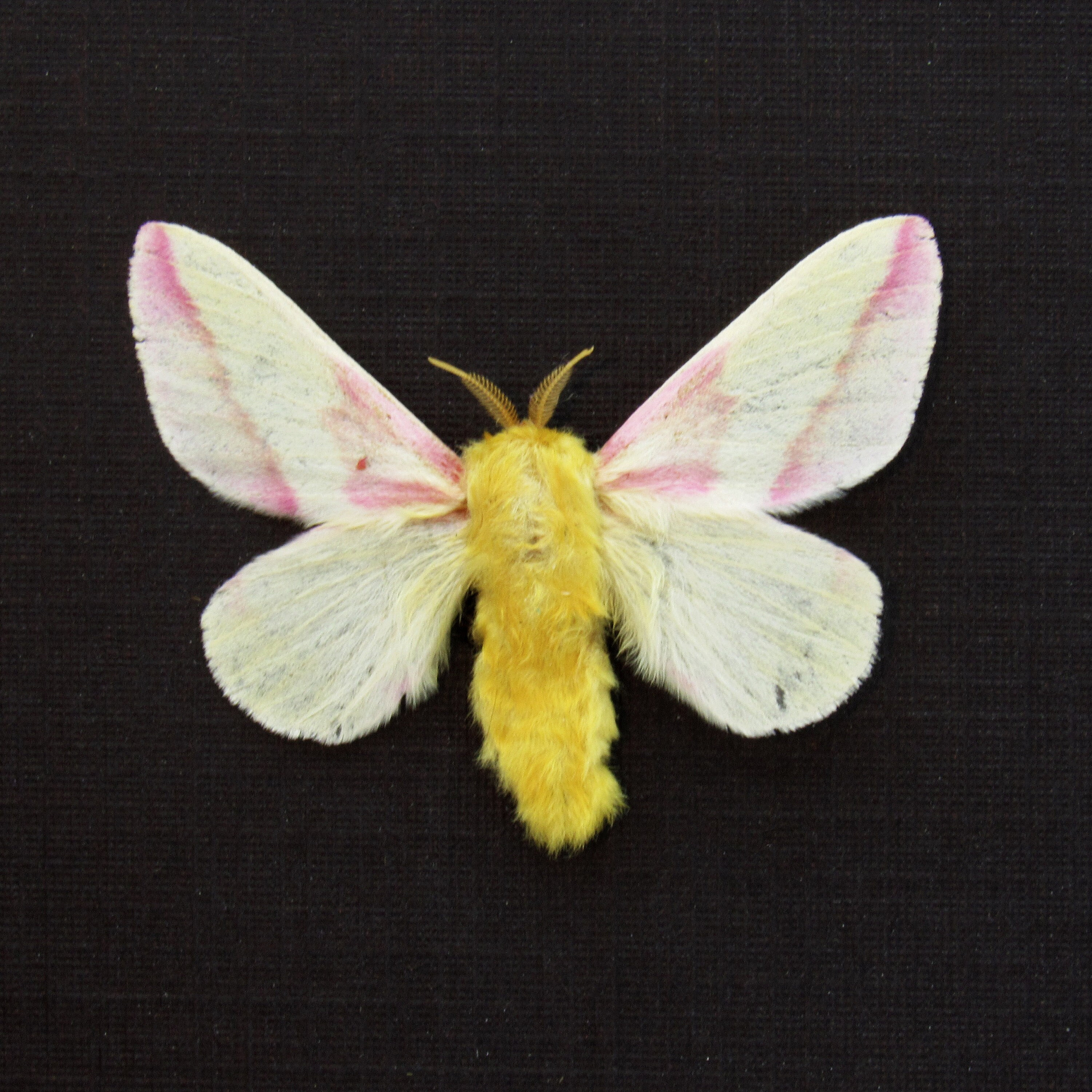 Rosy Maple Moth Face