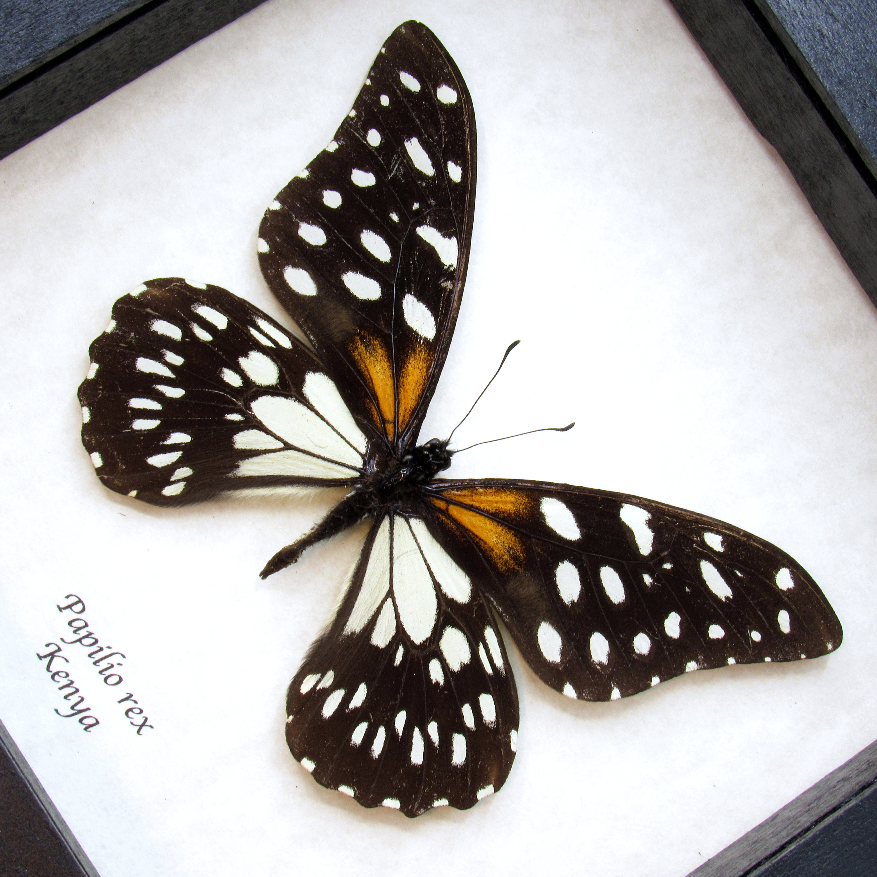 Rare Regal Swallowtail Butterfly Framed Taxidermy - Papilio Rex - Etsy