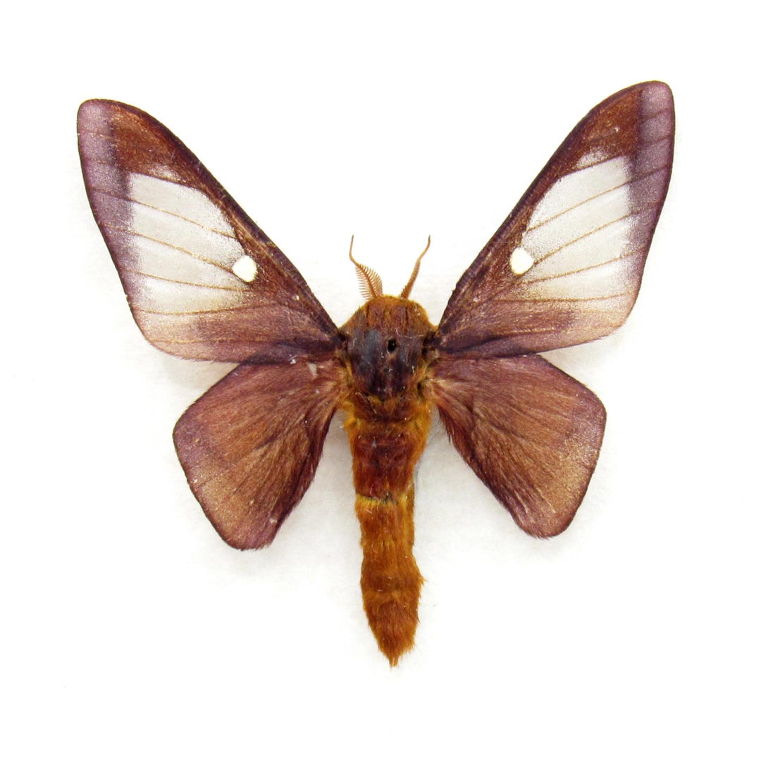 Real Pink Striped Oakworm Moth Framed Taxidermy - Anisota Virginiensis ...