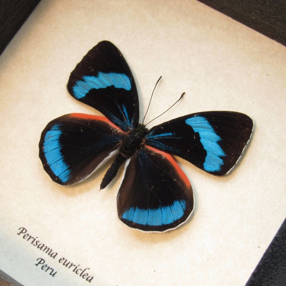 Real Metallic Blue Butterfly Framed Taxidermy Perisama | Etsy