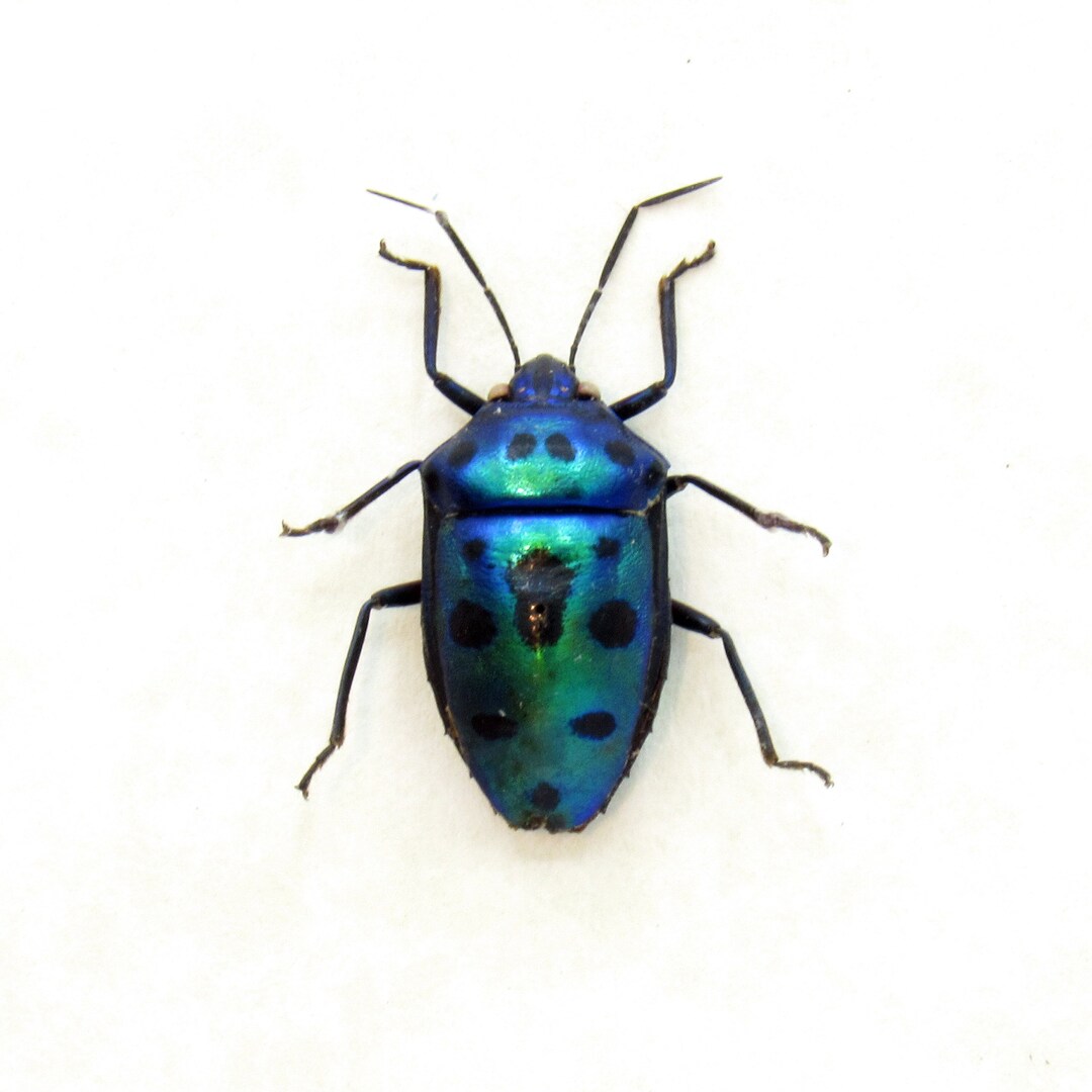 Real Green Bug Framed Taxidermy - Calliphara Nobilis - Etsy