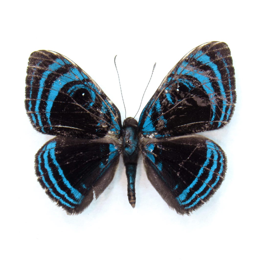 Rare Blue Metalmark Butterfly Framed Taxidermy - Mesosemia Orbona ...