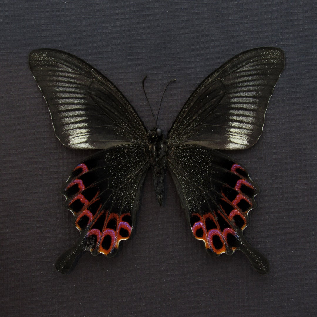 Rare Swallowtail Butterfly Framed Taxidermy Papilio Hoppo - Etsy