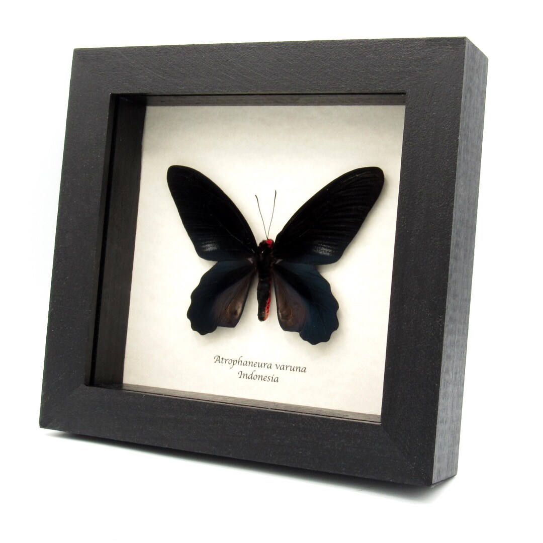 Real Black Batwing Butterfly Framed Taxidermy - Atrophaneura Varuna - Etsy