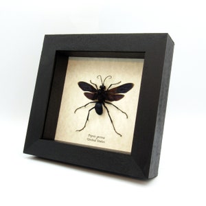 Real Large Tarantula Hawk Wasp Framed Taxidermy - Pepsis Grossa ...