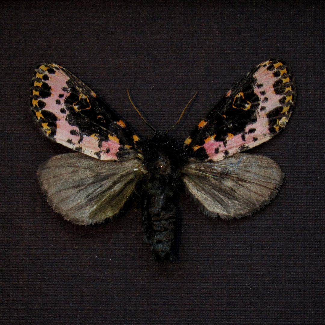 Rare Pink Convict Moth Framed Taxidermy - Xanthopastis Timais - Etsy