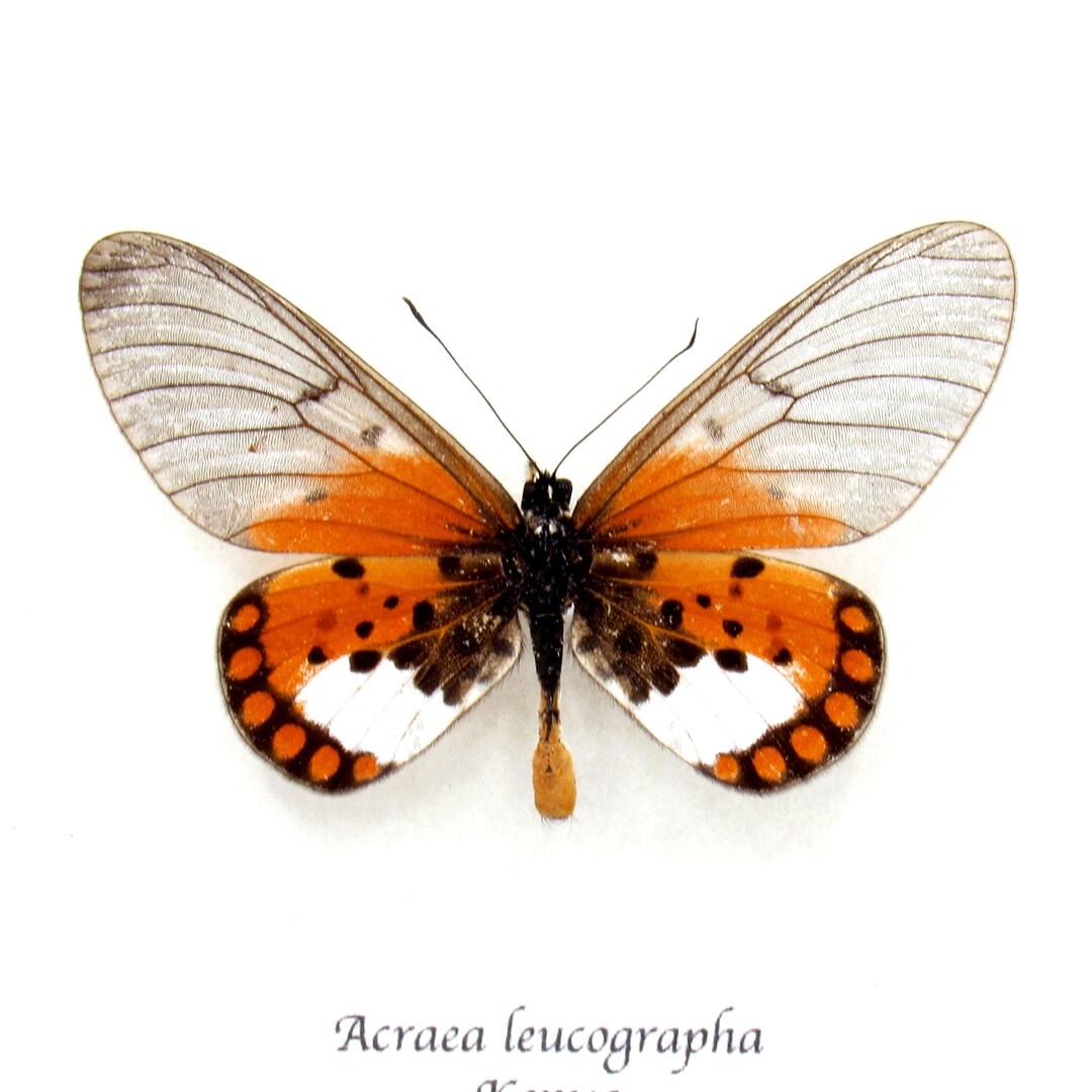 Real African Glasswing Butterfly Framed Specimen Acraea Leucographa - Etsy