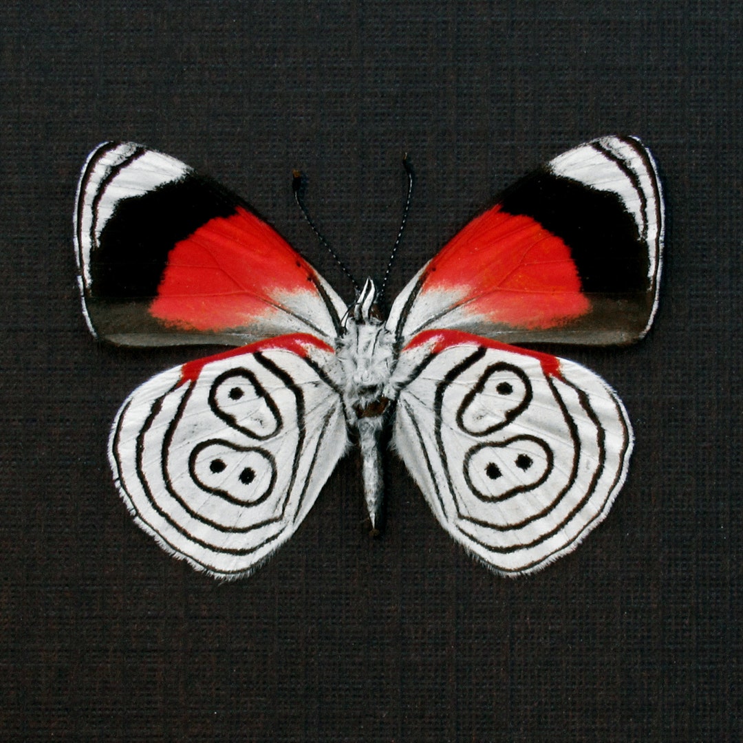 Real Eighty-eight Butterfly Framed Taxidermy Diaethria Neglecta - Etsy