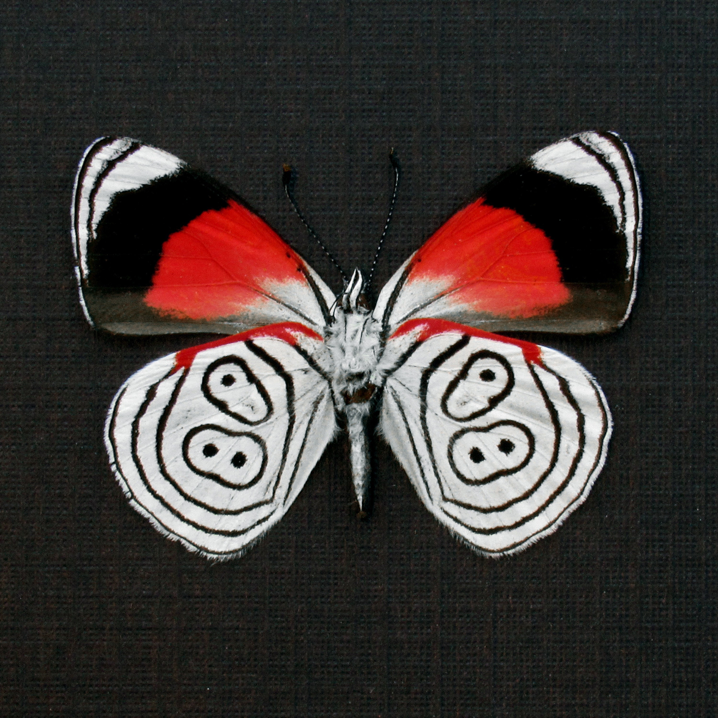 Real Eighty-eight Butterfly Framed Taxidermy Diaethria Neglecta - Etsy