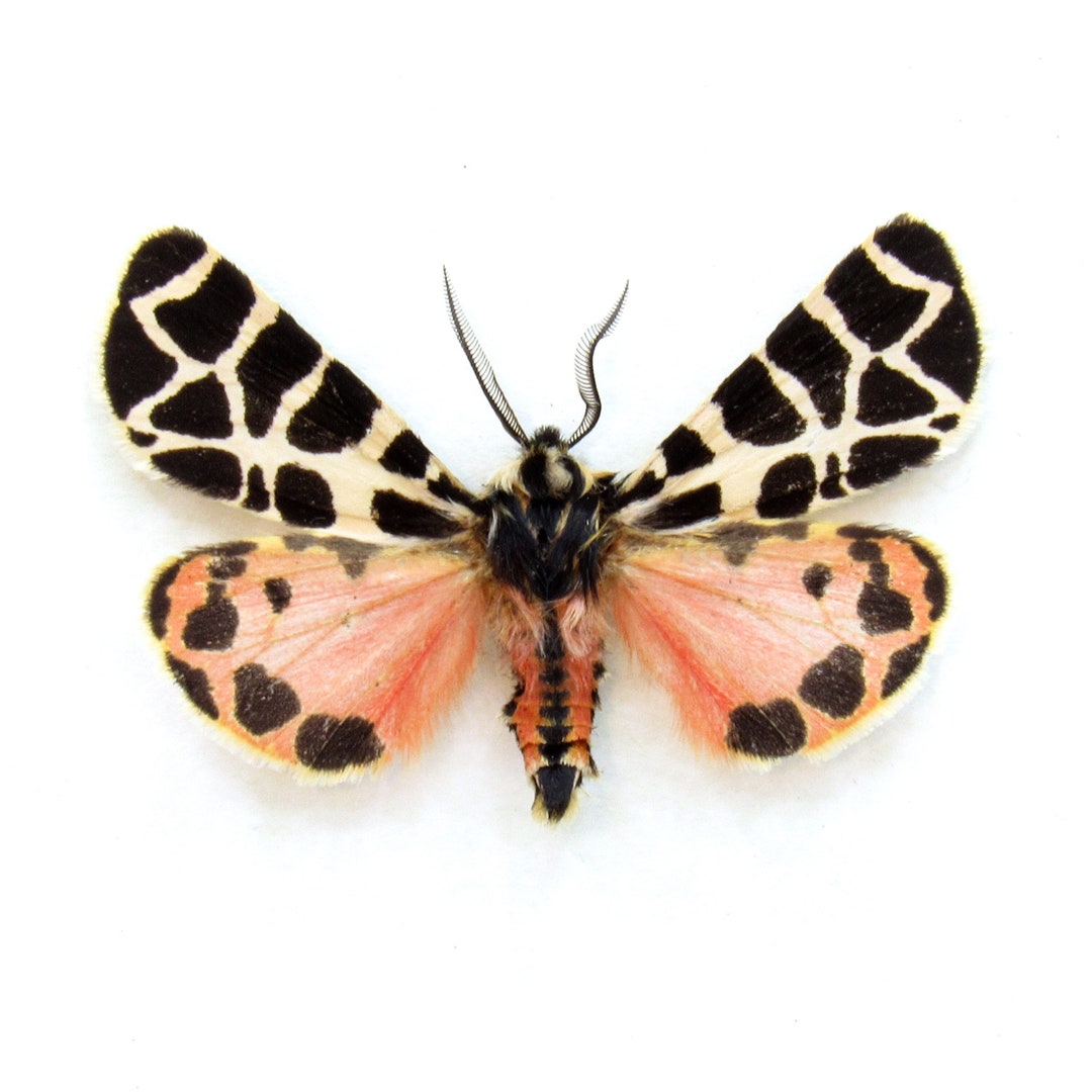Rare Pink Tiger Moth Framed Taxidermy - Grammia Incorrupta - Etsy